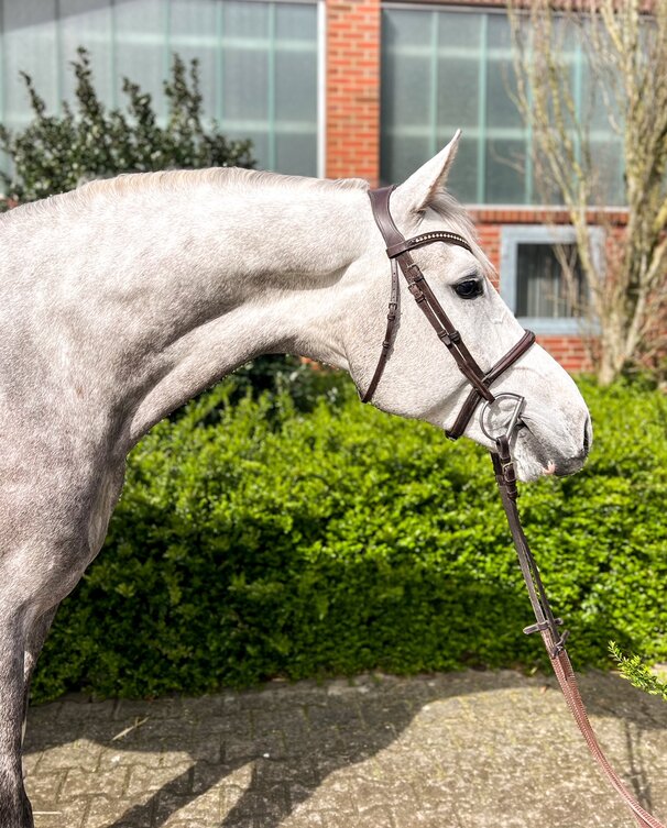 Full Service Horse Scouting by Patrick Doeller | Vermarktung